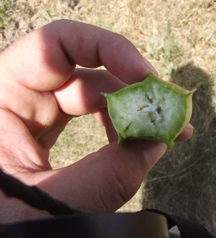 NATURALISTAE, UNA NUEVA ESPECIE DE PLANTA MEXICANA DESCUBIERTA EN ...